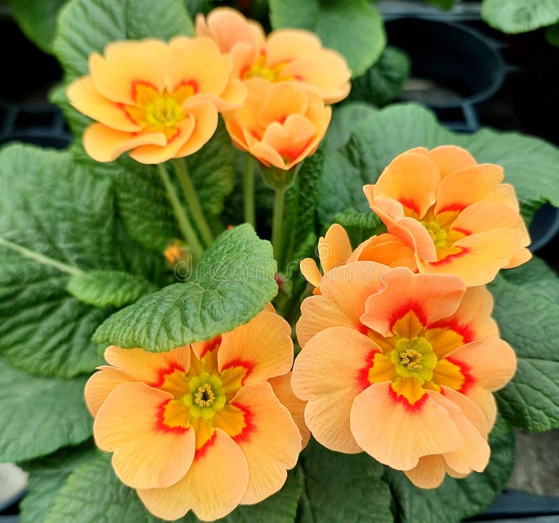 Garden Primula Flowering Bush Stock Image - Image of shrub, blossom ...