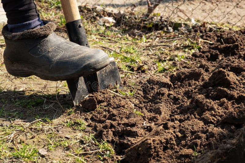Garden Processing,leg Man Digging the Ground Spring Planting Stock ...