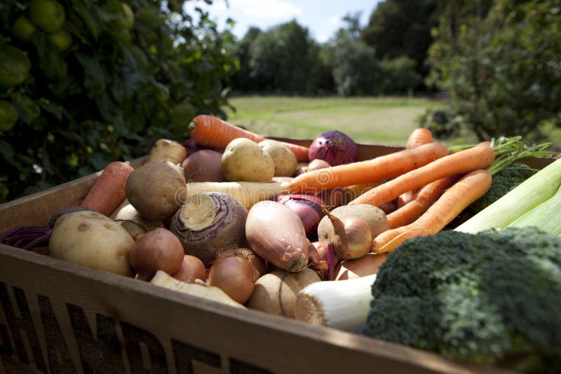 Garden produce stock image. Image of kitchen, healthy - 20081767