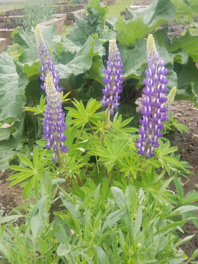 Garden progress stock photo. Image of progress, flowers - 159564776