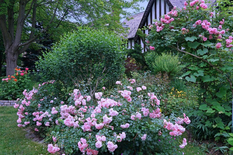 Garden with Prolific Rose Bushes Stock Image - Image of front, rose ...