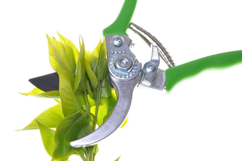 Garden Pruner with Green Twigs Stock Photo - Image of isolated ...