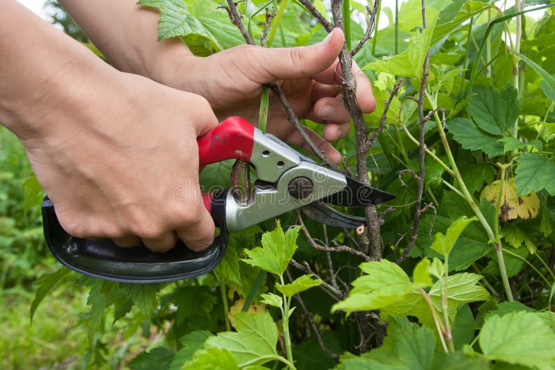 Garden Pruner in Hands of Woman Stock Image - Image of garden, bush ...