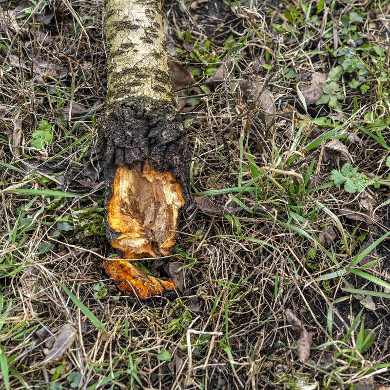 Garden Pruning Work. Cherry Rotted from Disease. Stock Image - Image of ...