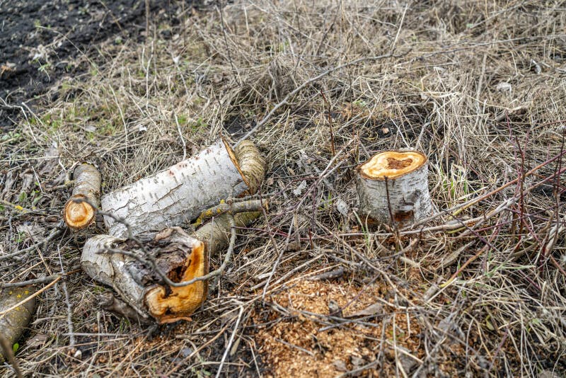 Garden Pruning Work. Sawn Cherry, because of the Disease, the Core of ...