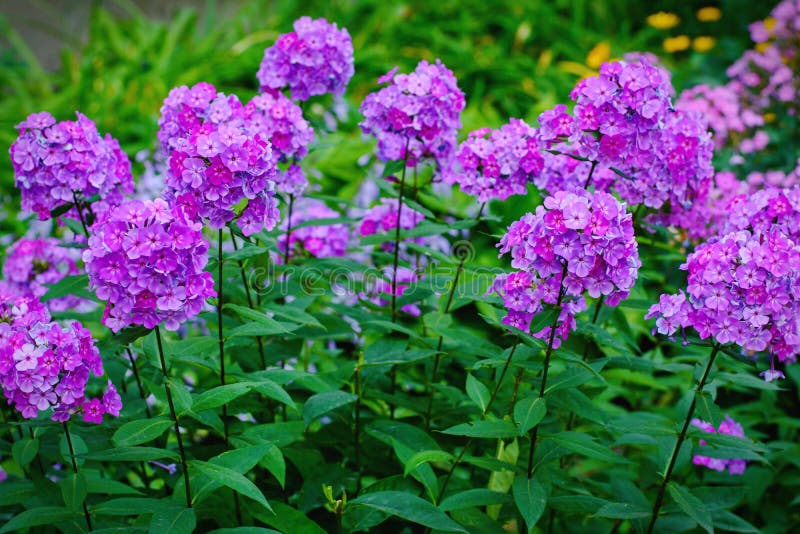 Garden Purple Phlox Phlox Paniculata, Summer Flowers Stock Image ...