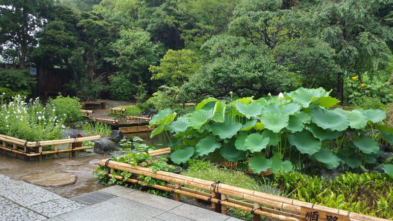 Garden in the rainy day. stock image. Image of area, sidewalk - 83226951
