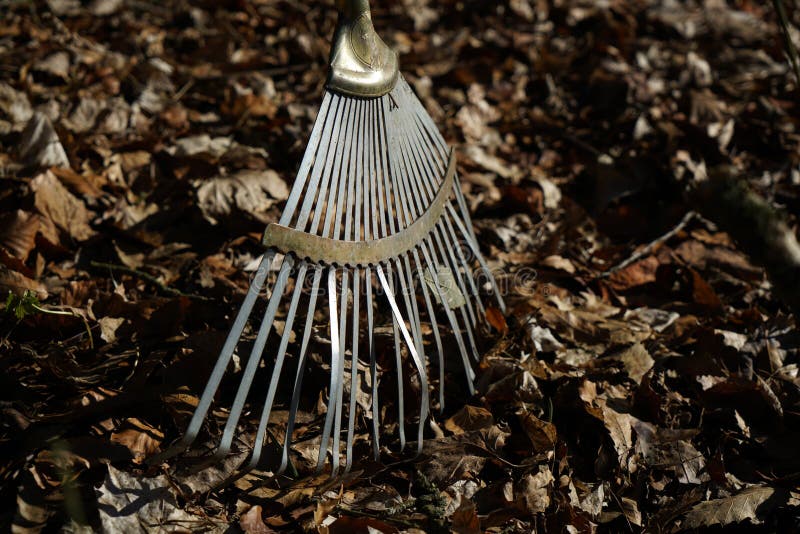 Garden Rake is Especially Helpful in Fall Foliage Leaves Stock Photo ...