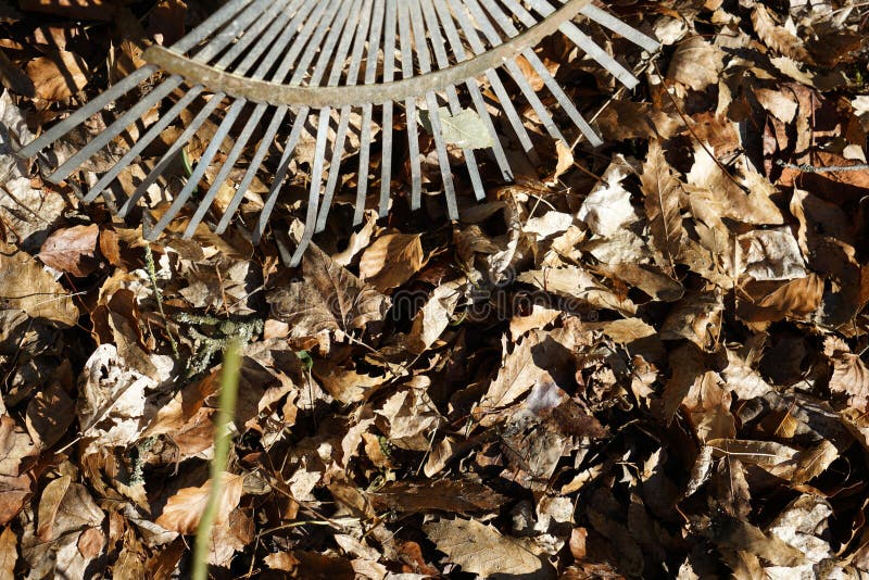 Garden Rake is Especially Helpful in Fall Foliage Leaves Stock Photo ...