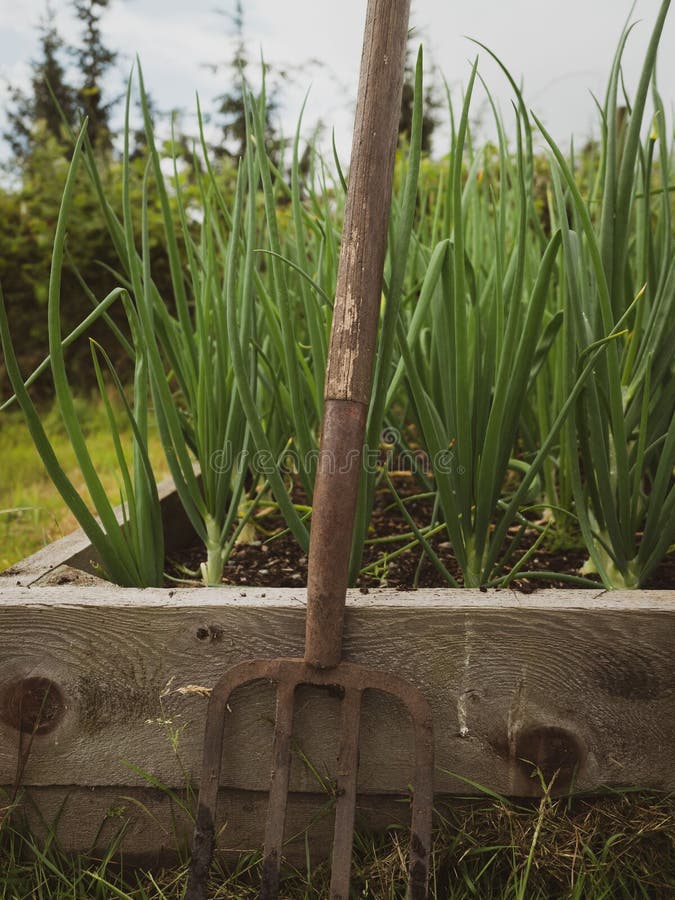 Garden Rake Near the Spring Onions Stock Image - Image of gardening ...