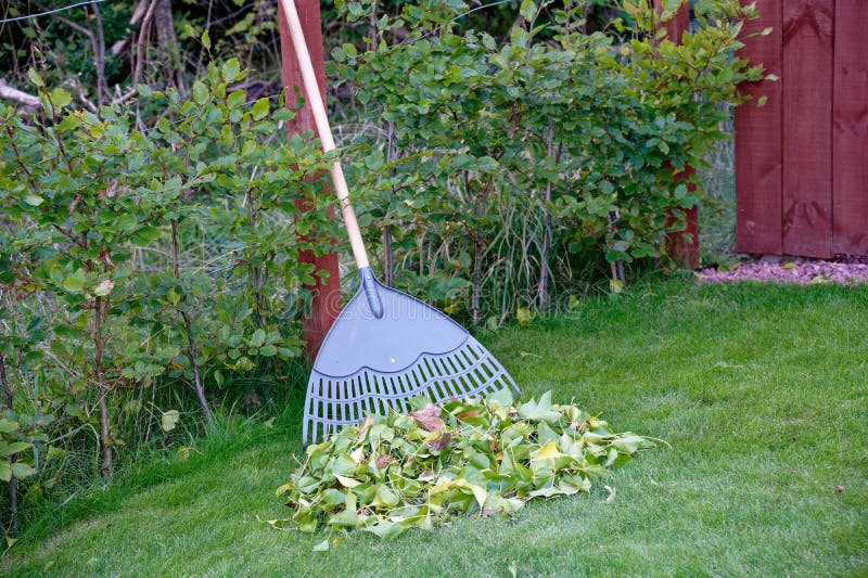 Garden Rake and Swept Leaves Fallen from Trees on Lawn Stock Image ...