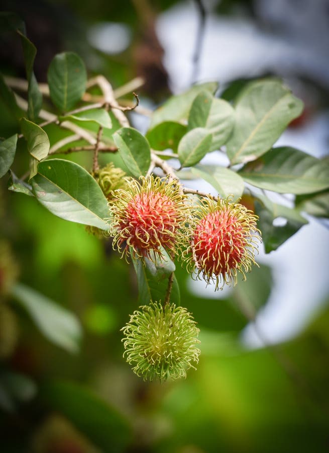 Green Rambutan on tree stock photo. Image of fruit, food - 57289204