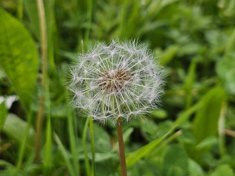 Garden random plants stock photo. Image of green, garden - 296691524