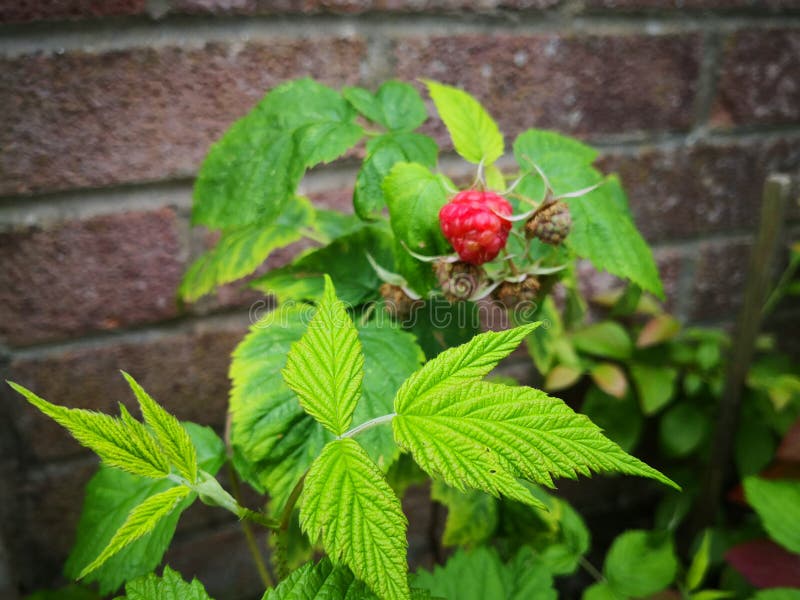 Garden Raspberry Bush with a Berry Stock Image - Image of grow, green ...
