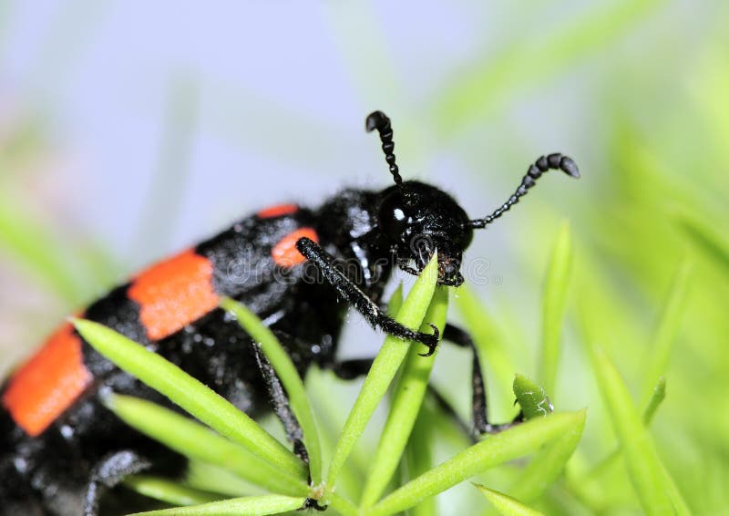 Garden red and black bug stock image. Image of scene - 11085125