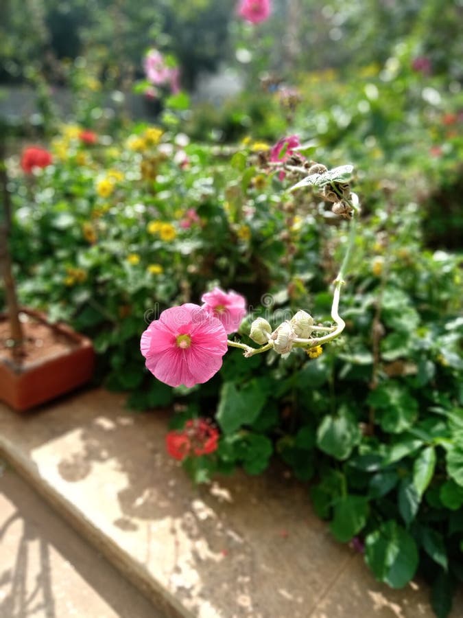 Natcher Stock Photos - Free & Royalty-Free Stock Photos from Dreamstime