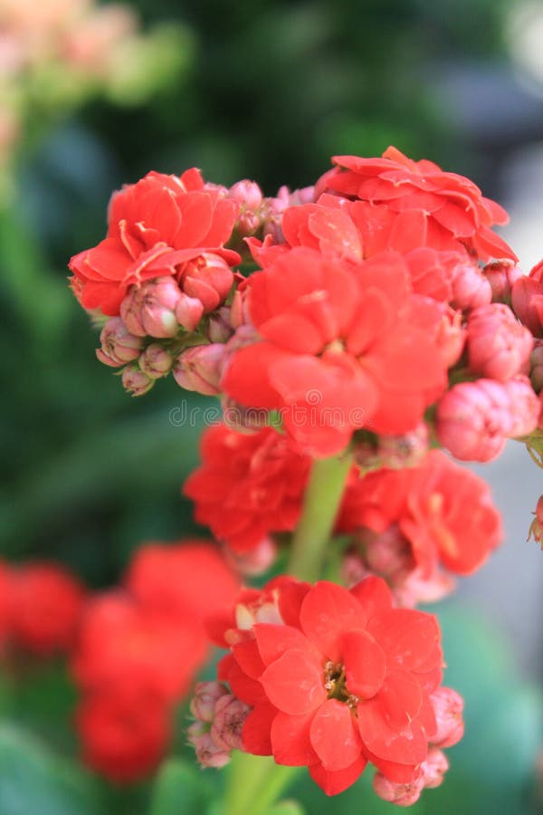 Garden with red flowers stock image. Image of america - 93643035
