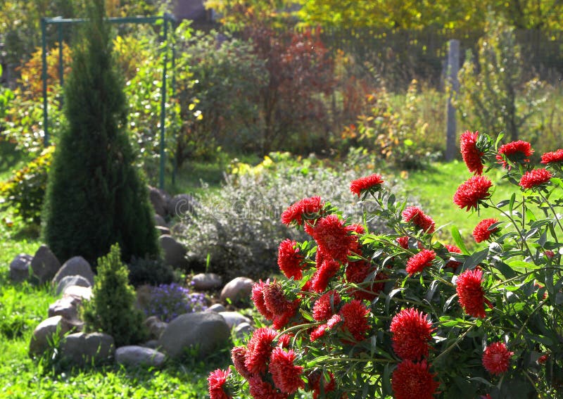 Garden with Red Flowers and Tree Stock Image - Image of nature, flowers ...
