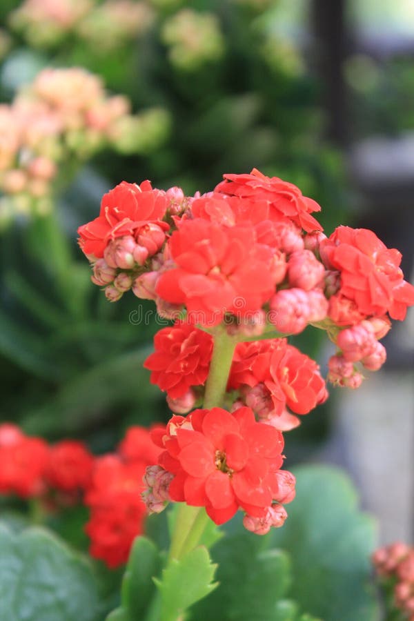 Garden with red flowers stock image. Image of panoramic - 93642797