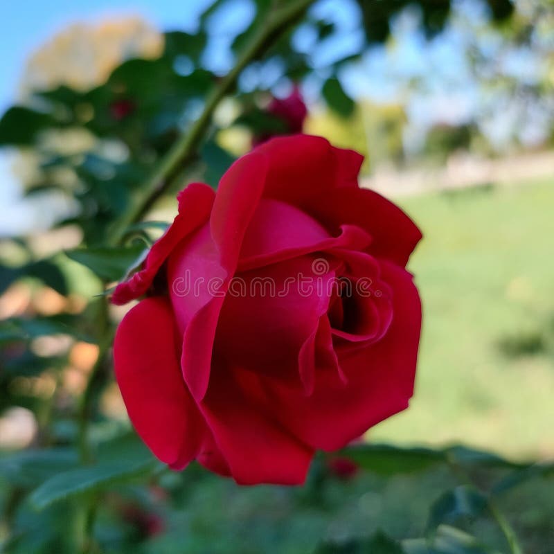 Garden Red Rose stock photo. Image of flower, leaf, petal - 259939676