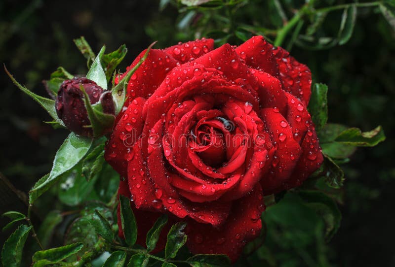 Garden Red Rose with Dew Drops Stock Photo - Image of fresh, holiday ...