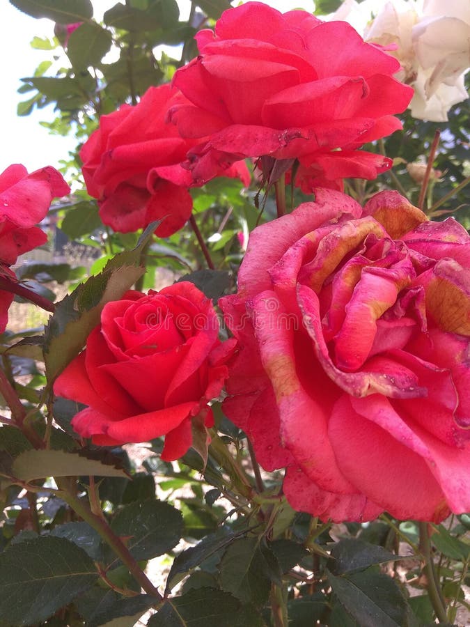 Garden.. stock photo. Image of nature, spring, garden - 119257274