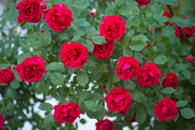 The garden red roses stock image. Image of bouquet, branch - 110199535