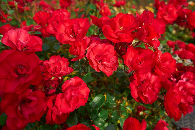 Garden with Red Roses Texture in Spring Stock Photo - Image of leaves ...