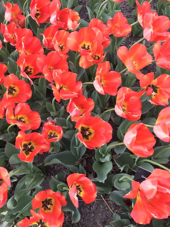 Garden of red tulips stock image. Image of outdoors - 114822101