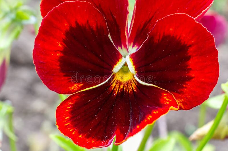 Garden Red Viola Flower on the Garden Bed. Stock Photo - Image of fresh ...