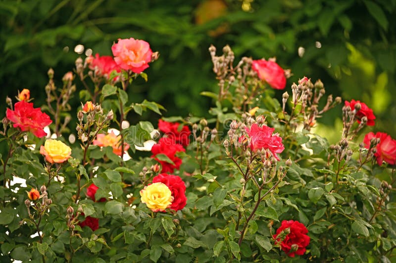 Garden with Red Yellow and Pink Roses Stock Image - Image of florist ...