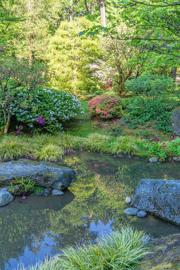 Garden Pond Reflection 2 stock photo. Image of trees - 150906642
