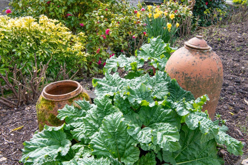 Garden Rhubarb in a Vegetable Patch Stock Image - Image of allotment ...