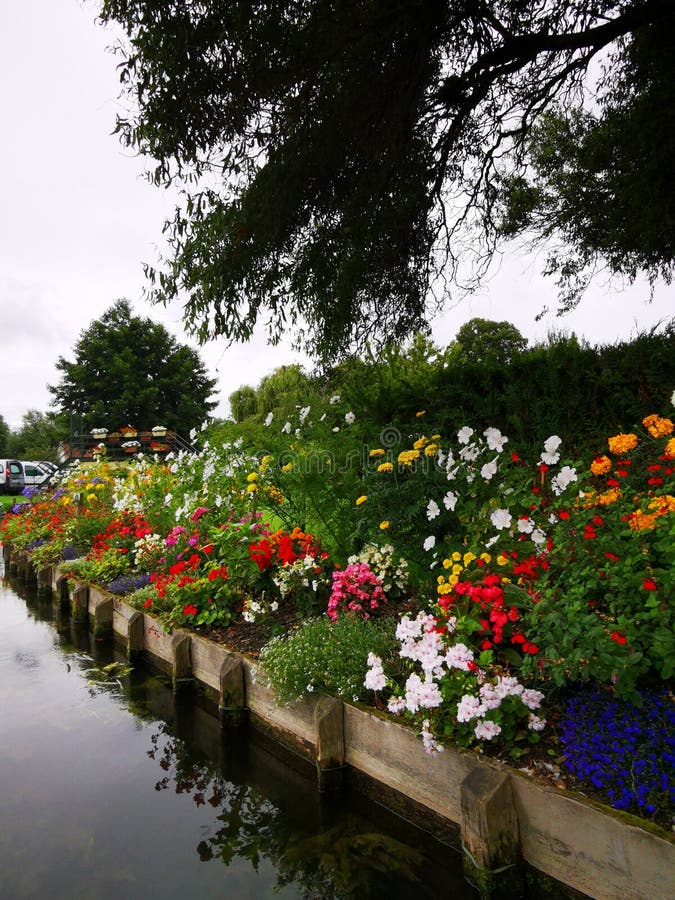 Garden river flower Amiens stock image. Image of flower - 253416135