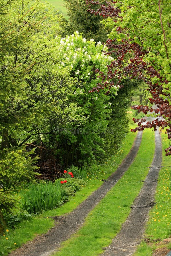 Garden road stock photo. Image of grass, plants, garden - 5666488