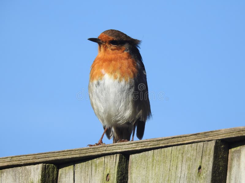 A Garden Robin Standing on a Fence Post Stock Photo - Image of robin ...