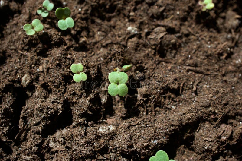 Garden Rocket Sprouts on the Soil Stock Photo - Image of life, fresh ...