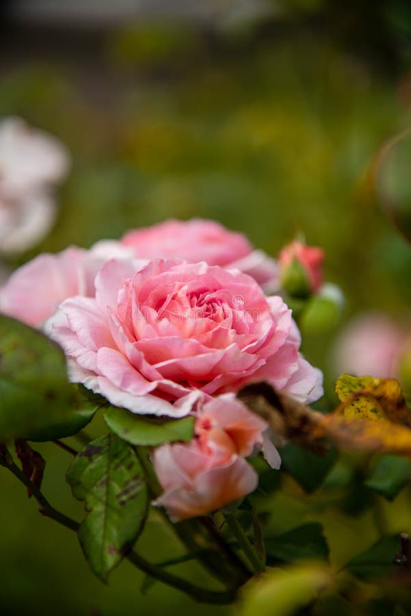 Garden rose stock photo. Image of outdoor, bright, bush - 254678326
