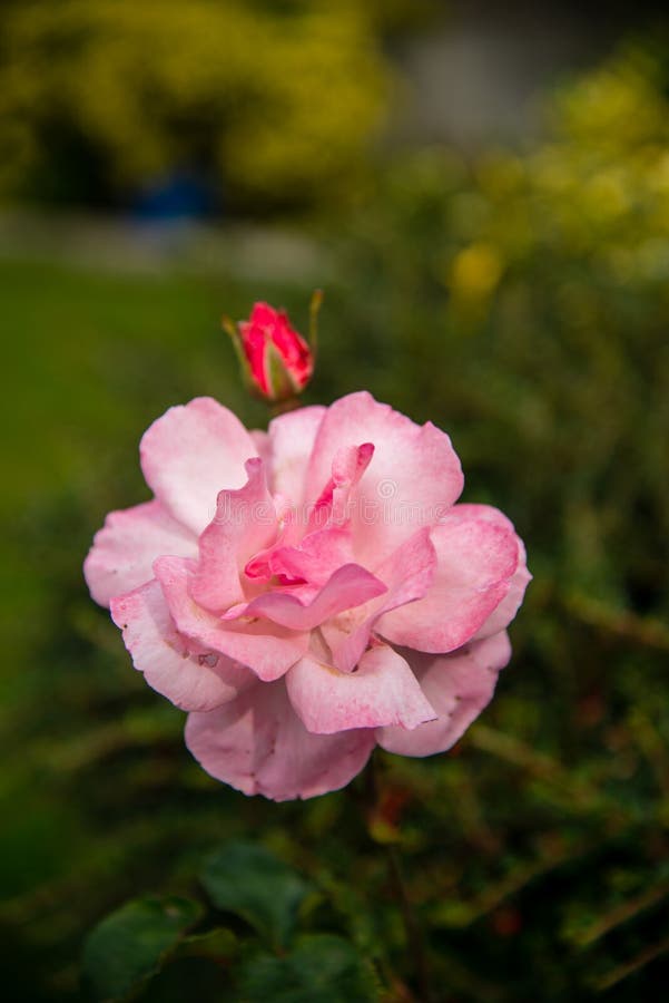 Garden rose stock photo. Image of spring, blossom, floral - 254678744