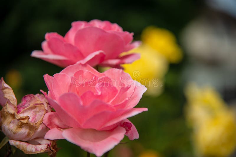 Garden rose stock image. Image of yard, floral, leaf - 254678819
