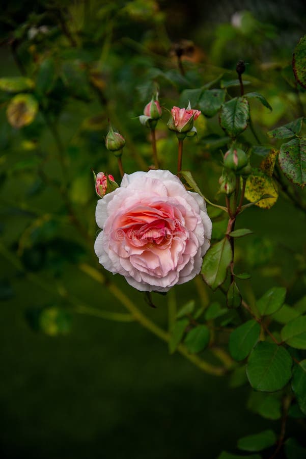 Garden rose stock photo. Image of decorative, bright - 254678888