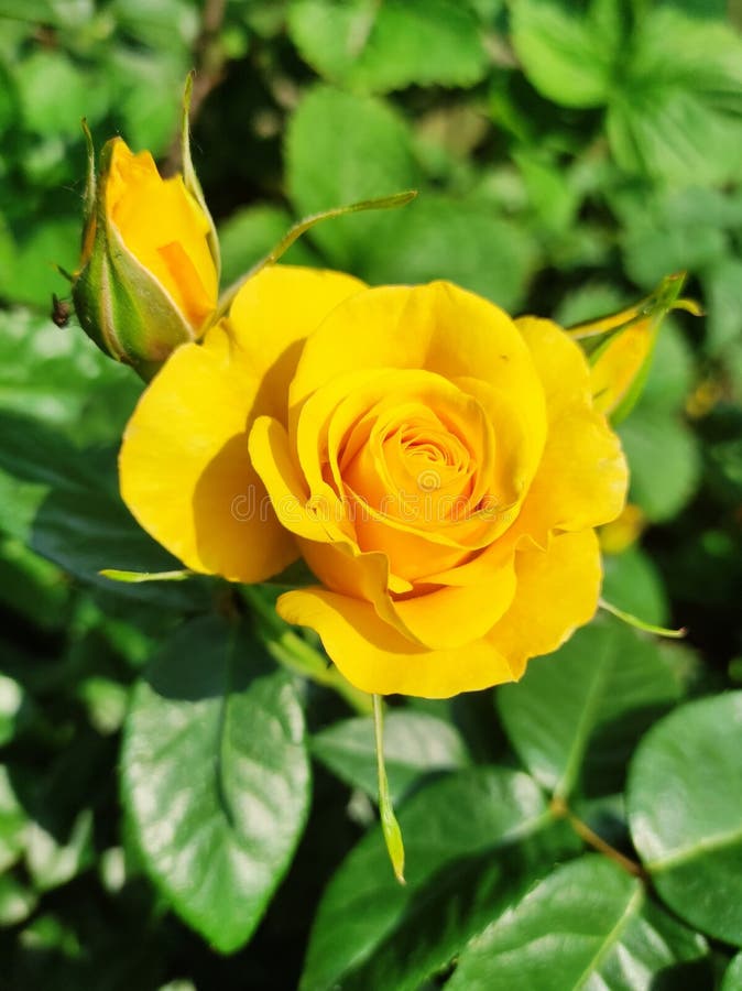 Garden Rose, Floribunda, Yellow, Sunsprite Stock Photo - Image of ...