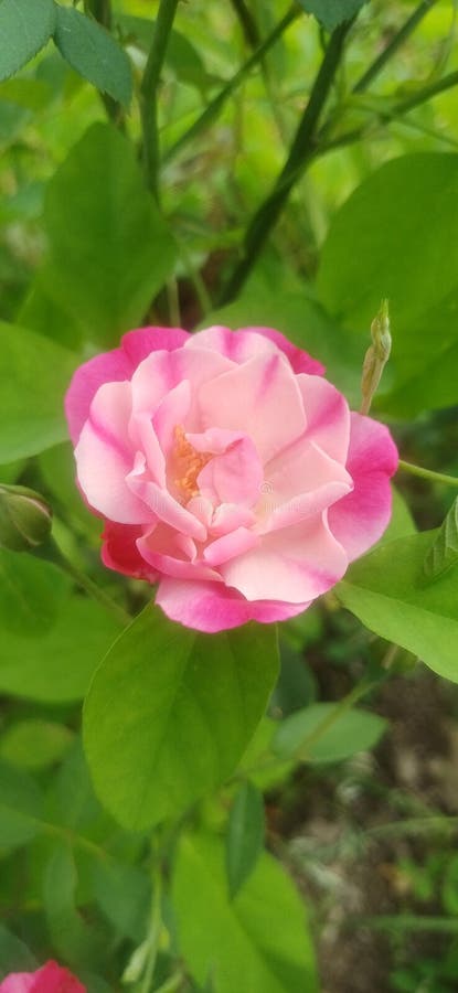 Garden rose flower stock image. Image of peony, garden - 339592231