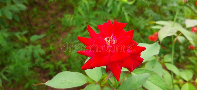 Rose fresh pot macro stock photo. Image of green, floral - 79333842