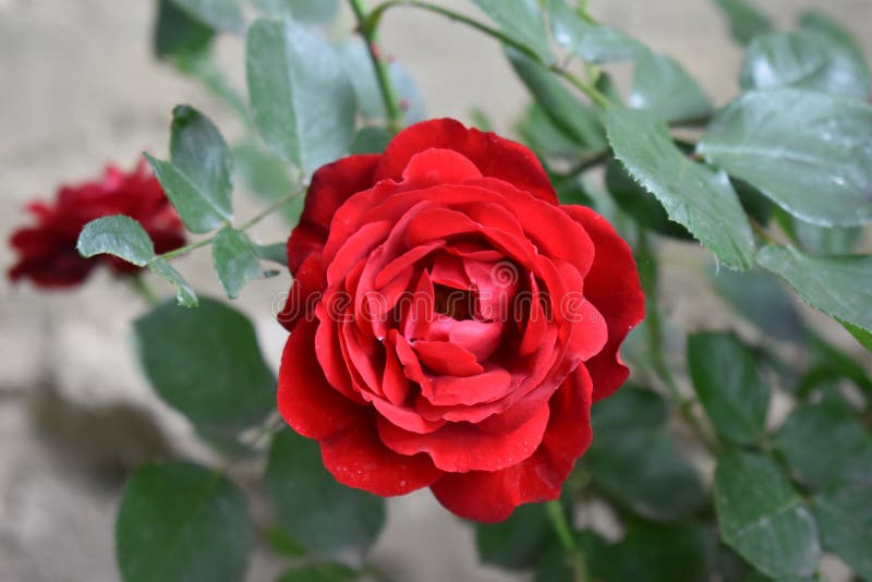 Red Rose is about To Shine and Bright Stock Photo - Image of bunch ...