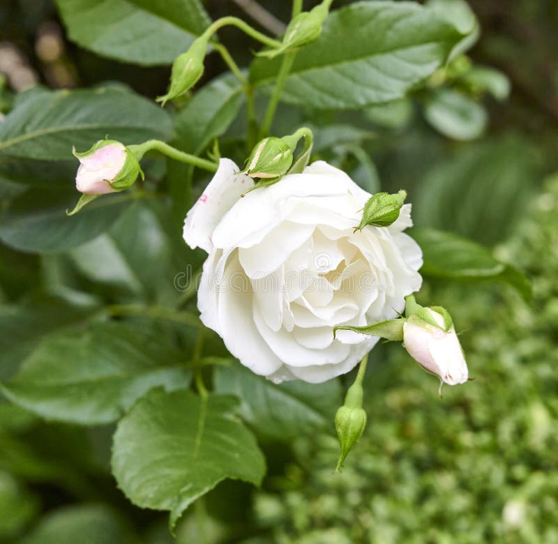 The Garden Rose. High Angle Shot of a Beautiful White Rose in a Garden ...