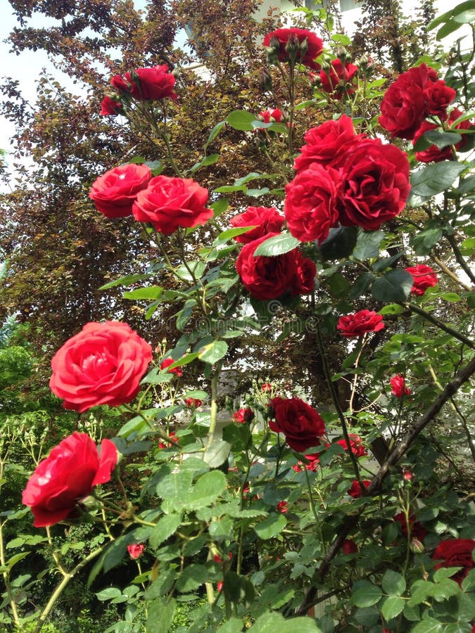 Garden rose stock image. Image of blooming, ornamental - 48235811