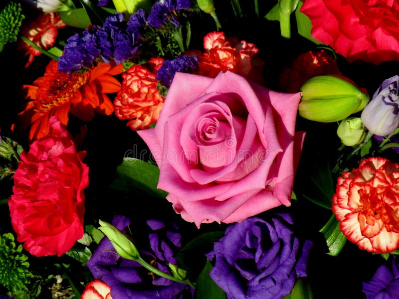 Garden rose scene stock photo. Image of garden, creative - 91539106