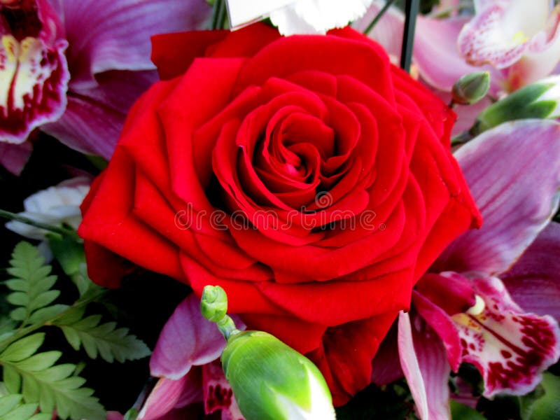 Garden rose scene stock image. Image of scene, flower - 91538953