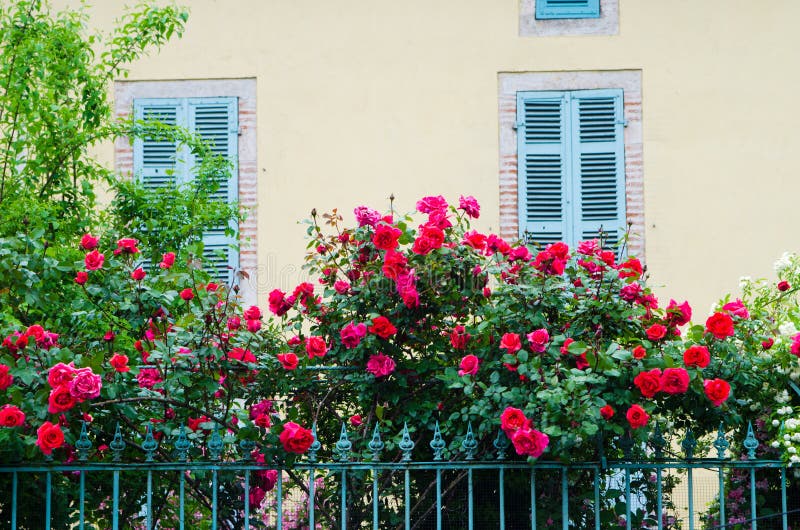 Roses stock photo. Image of gardening, europe, fence - 29718226